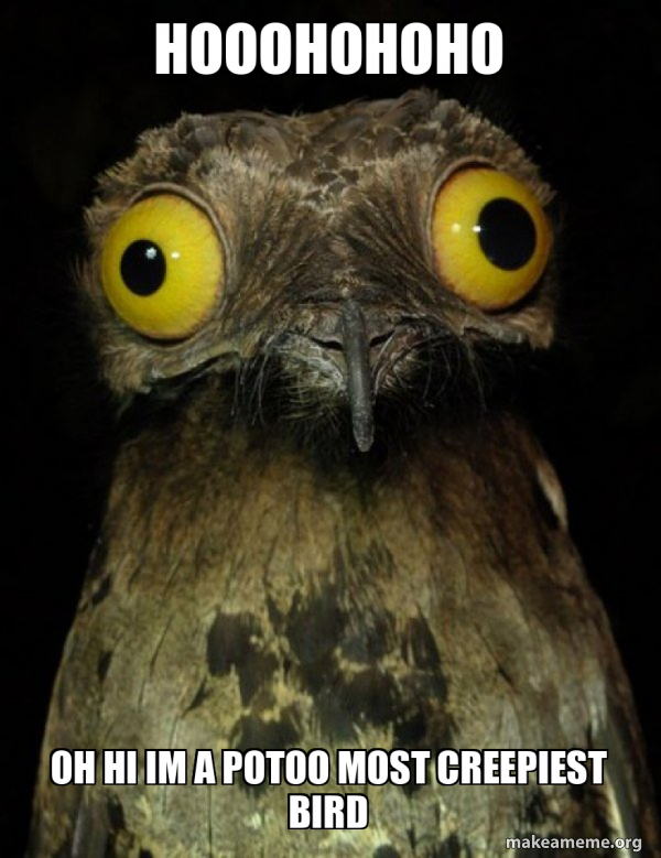 hooohohoho oh hi im a potoo most creepiest bird - Weird Stuff I do ...
