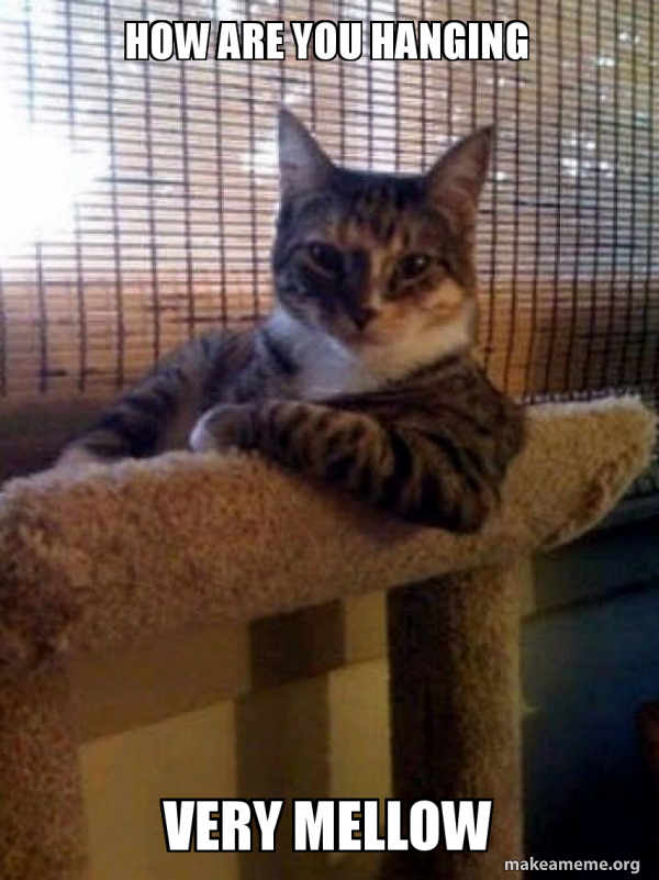 HOW ARE YOU HANGING VERY MELLOW - The Most Interesting Cat in the World ...