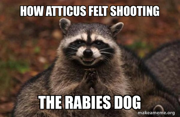 how atticus felt shooting the rabies dog - Evil Plotting Raccoon Meme ...