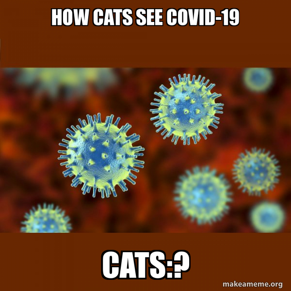 How cats see COVID-19 Cats:? - Coronavirus ( COVID-19 ) Meme Generator