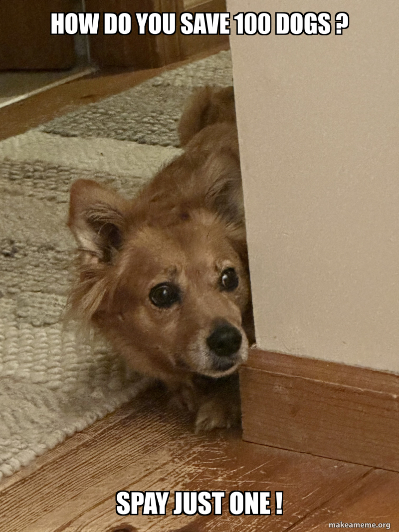 How Do You SAVE 100 Dogs ? Spay Just one ! - Spay Meme Generator