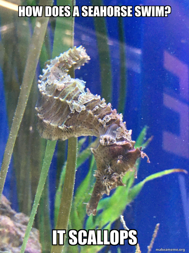 how does a seahorse swim? it scallops Meme Generator