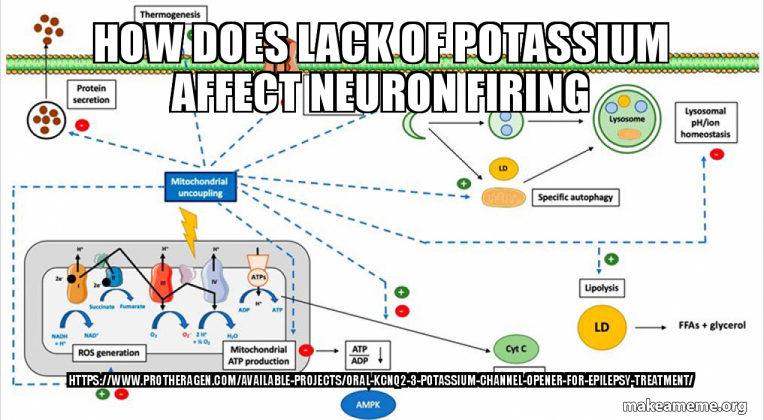 how does lack of potassium affect neuron firing https://www.protheragen ...