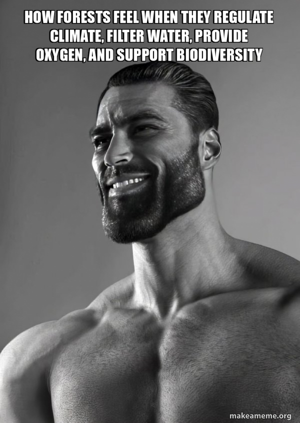 How Forests feel when they regulate climate, filter water, provide ...