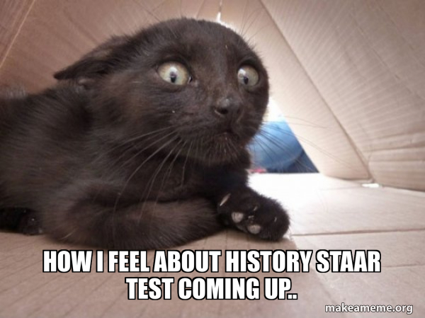 how i feel about history STAAR test coming up.. - Schitzo Cat Meme ...