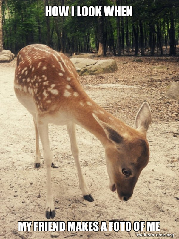 how i look when my friend makes a foto of me - O M G Deer Meme Generator