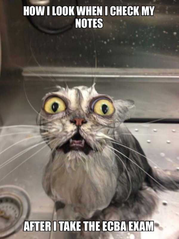 how i look when i check my notes after i take the ecba exam - Cat bath ...