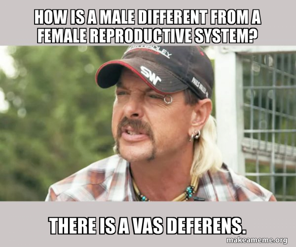 How is a male different from a female reproductive system? There is a ...