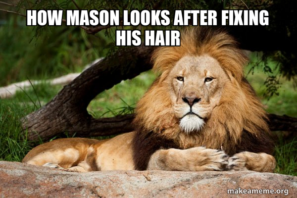 how mason looks after fixing his hair - Contemplative Lion Meme Generator
