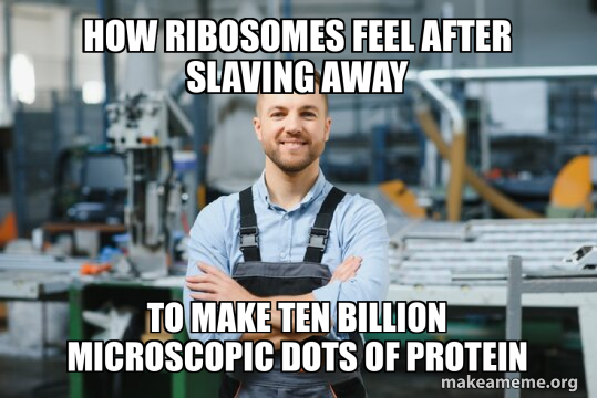 how ribosomes feel after slaving away to make ten billion microscopic ...
