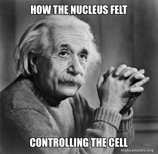 HOW THE NUCLEUS FELT CONTROLLING THE CELL - Serious Albert Einstein ...