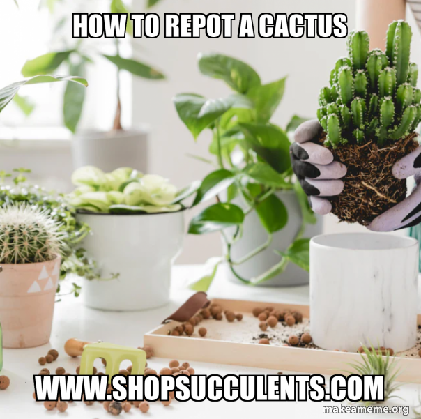 How To Repot A Cactus www.shopsucculents.com Meme Generator