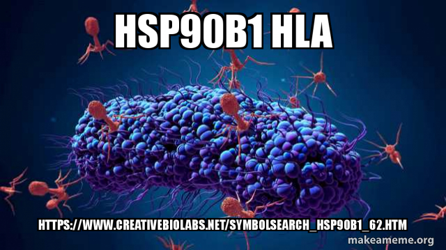 HSP90B1 HLA https://www.creativebiolabs.net/symbolsearch_HSP90B1_62.htm ...