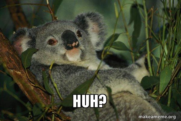 Huh? - Laid Back Koala Meme Generator