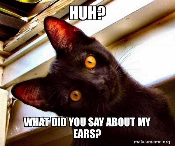 Huh? What did you say about my ears? - Overly Attached Cat Meme Generator