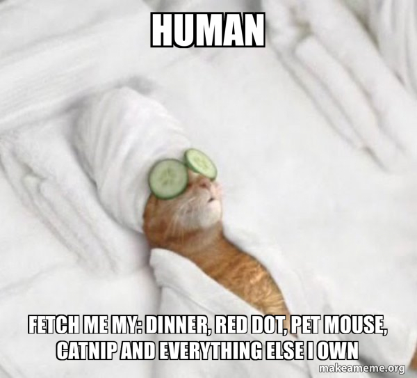 human fetch me my: dinner, red dot, pet mouse, catnip and everything ...