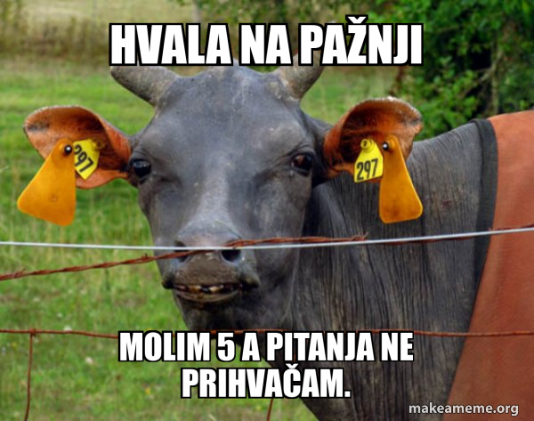 HVALA NA PAŽNJI MOLIM 5 A PITANJA NE PRIHVAČAM. - Hairless Cow Meme ...