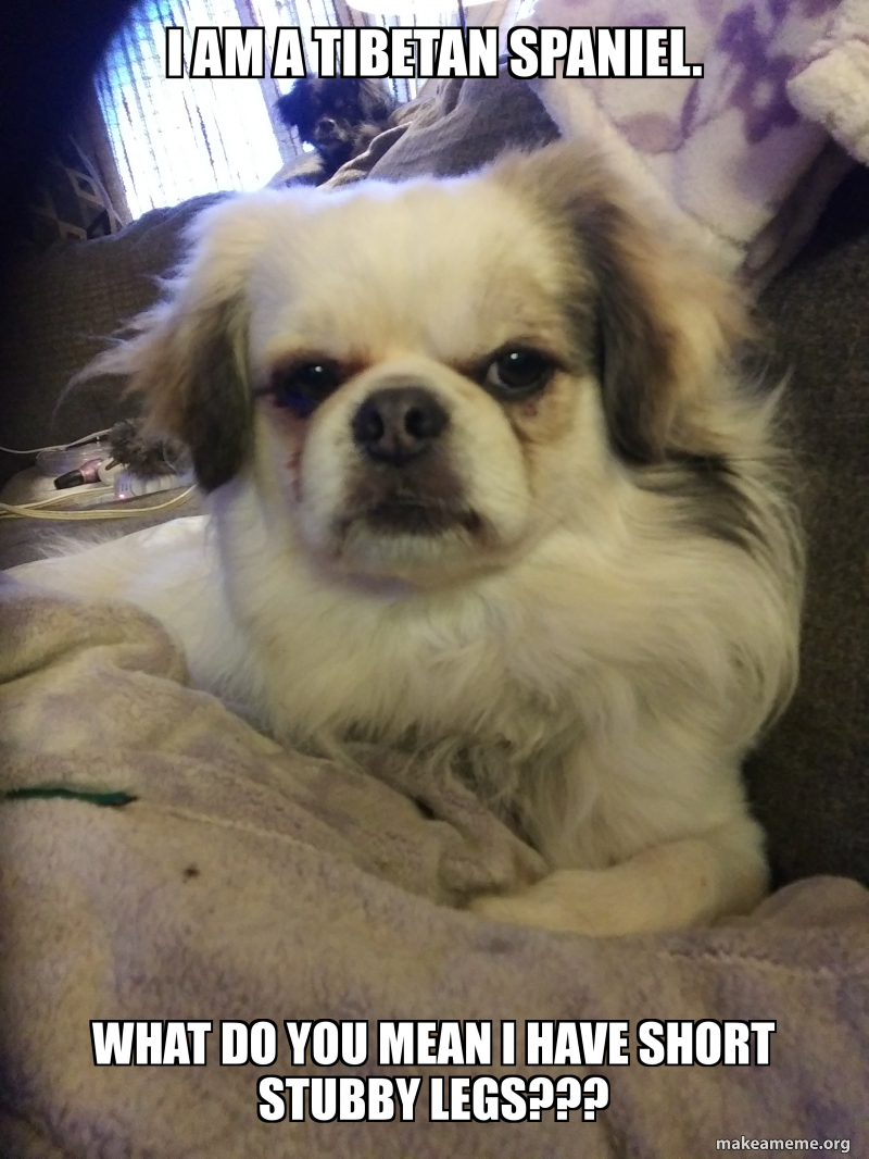 I am a Tibetan Spaniel. What do you mean I have short stubby legs ...