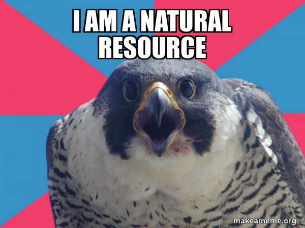 I am a natural resource - Millennial Falcon Meme Generator