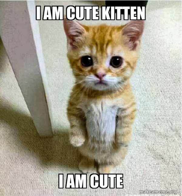 i AM cute KITTEN I AM CUTE - Cute Cat Standing Meme Generator