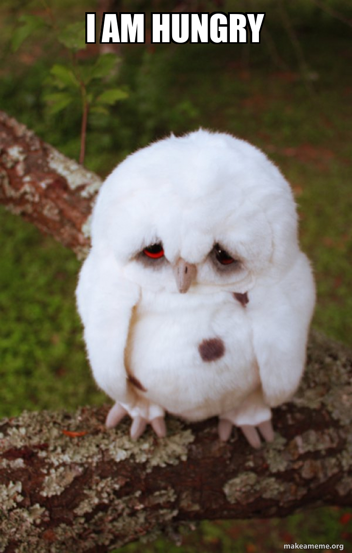 I am hungry - Sad Owl Meme Generator