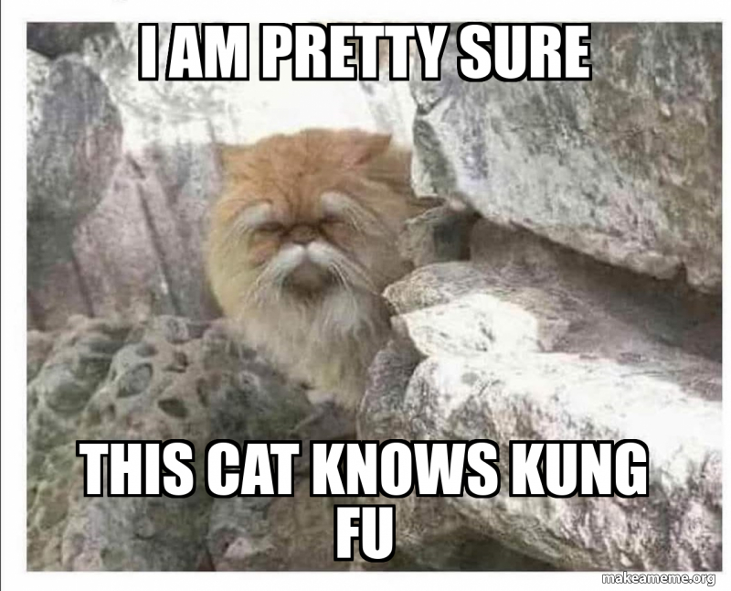 I am pretty sure This cat knows kung fu Meme Generator