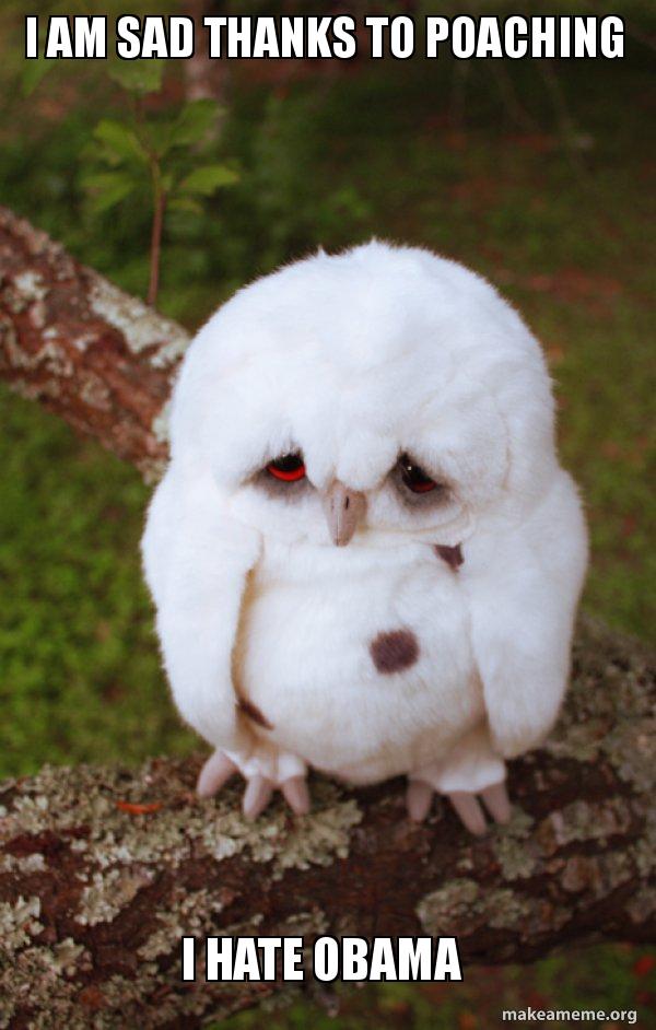 I am sad thanks to poaching I hate Obama - Sad Owl Meme Generator
