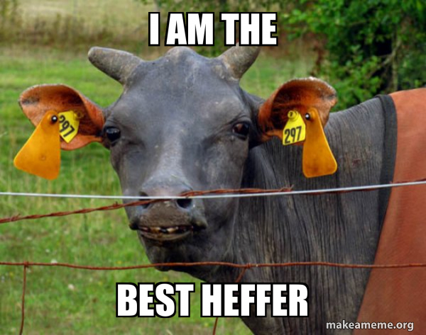 I am the Best Heffer - Hairless Cow Meme Generator