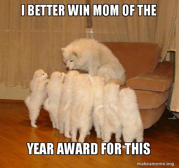 I better win mom of the Year award for this - Storytelling Dog Meme ...