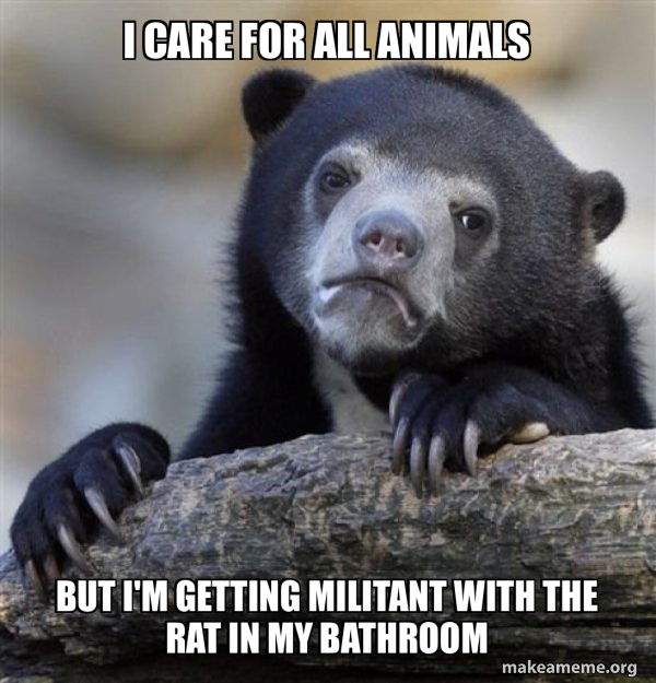 I care for all animals But I'm getting militant with the Rat in my ...