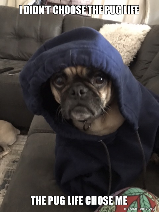 I didnâ€™t choose the pug life The pug life Chose me Meme Generator