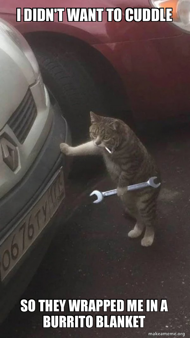 I didn't want to cuddle So they wrapped me in a burrito blanket ...