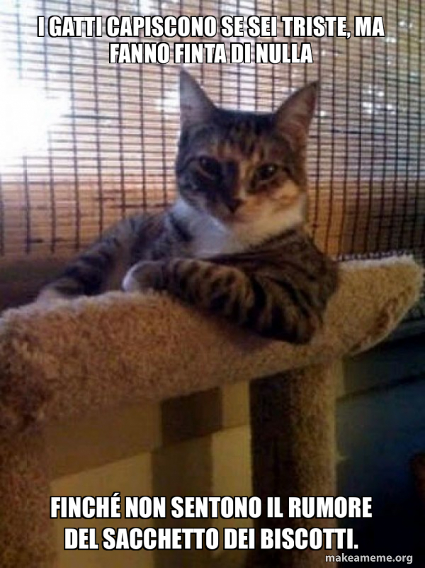 I gatti capiscono se sei triste, ma fanno finta di nulla finché non ...