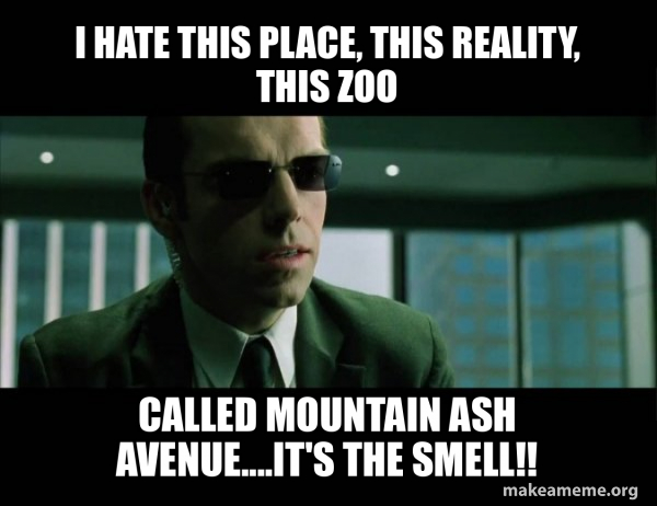 i hate this place, this reality, this zoo called mountain ash avenue ...