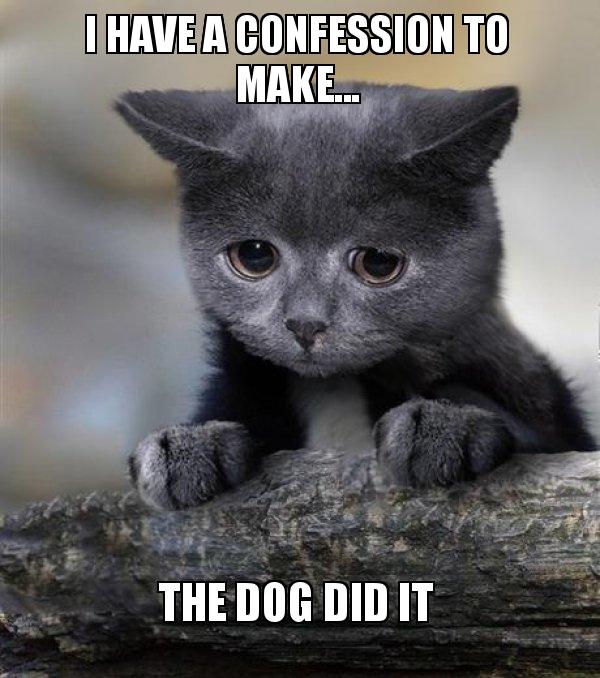 I have a confession to make... The dog did it - Confession Cat Meme ...