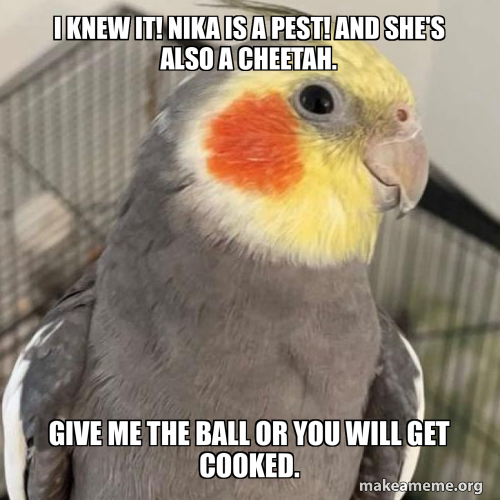 I knew it! Nika is a pest! And she's also a cheetah. Give me the ball ...