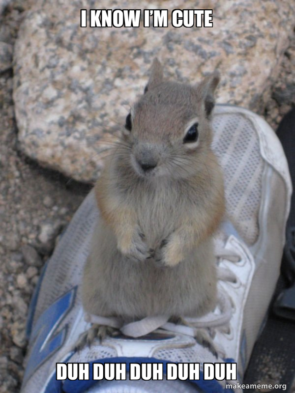 I know I’m cute Duh duh duh duh duh - Standover Squirrel Meme Generator