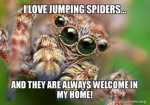 I love jumping spiders... and they are always welcome in my home ...