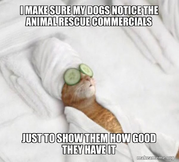 I make sure my dogs notice the animal rescue commercials just to show ...