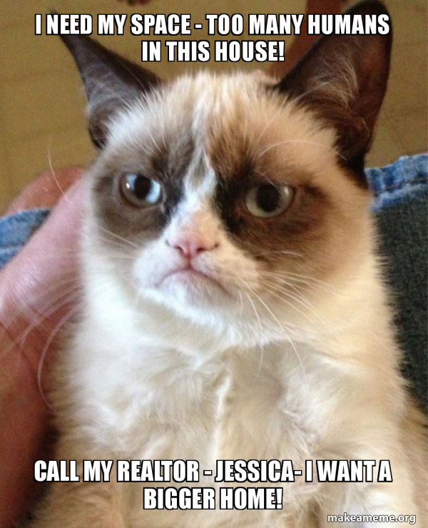 Jessica Cat Memes Meet The Rescuers Who Have Saved Countless Animal