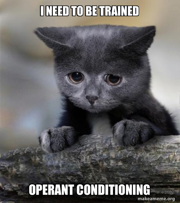 I need to be trained Operant conditioning - Confession Cat Meme Generator