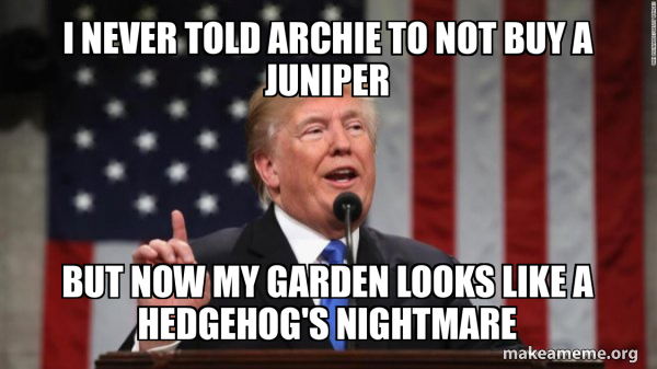 I never told Archie to not buy a juniper But now my garden looks like a ...