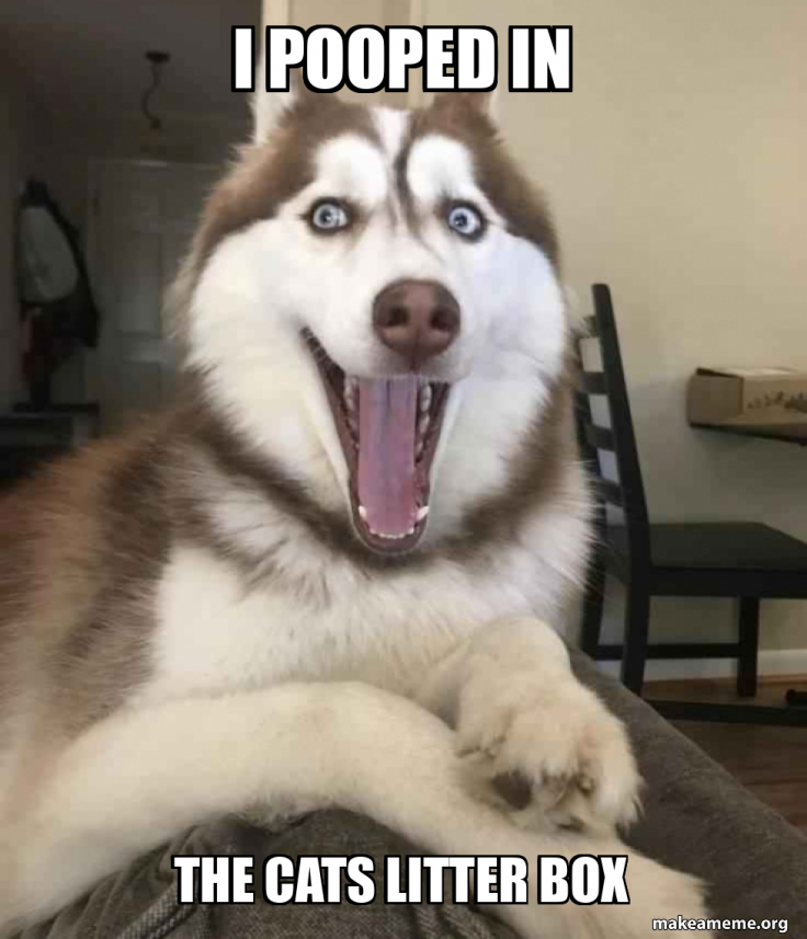 i pooped in the cats litter box Meme Generator