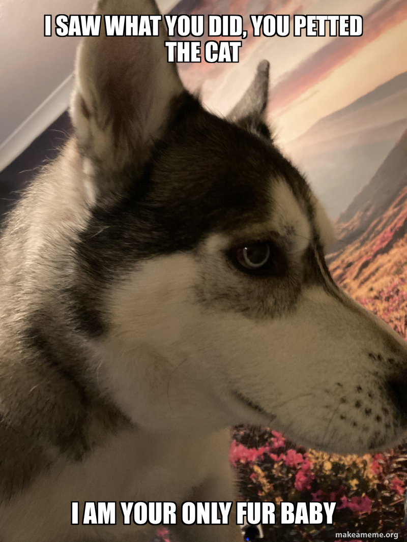 I saw what you did, you petted the cat I am your only fur baby Meme ...