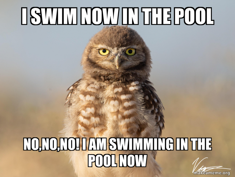I swim now in the pool No,no,no! I am swimming in the pool now Meme ...