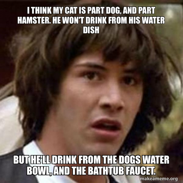 I think my cat is part dog, and part hamster. He won't drink from his ...