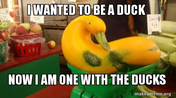 I wanted to be a duck now i am one with the ducks - Gourd Advice ...