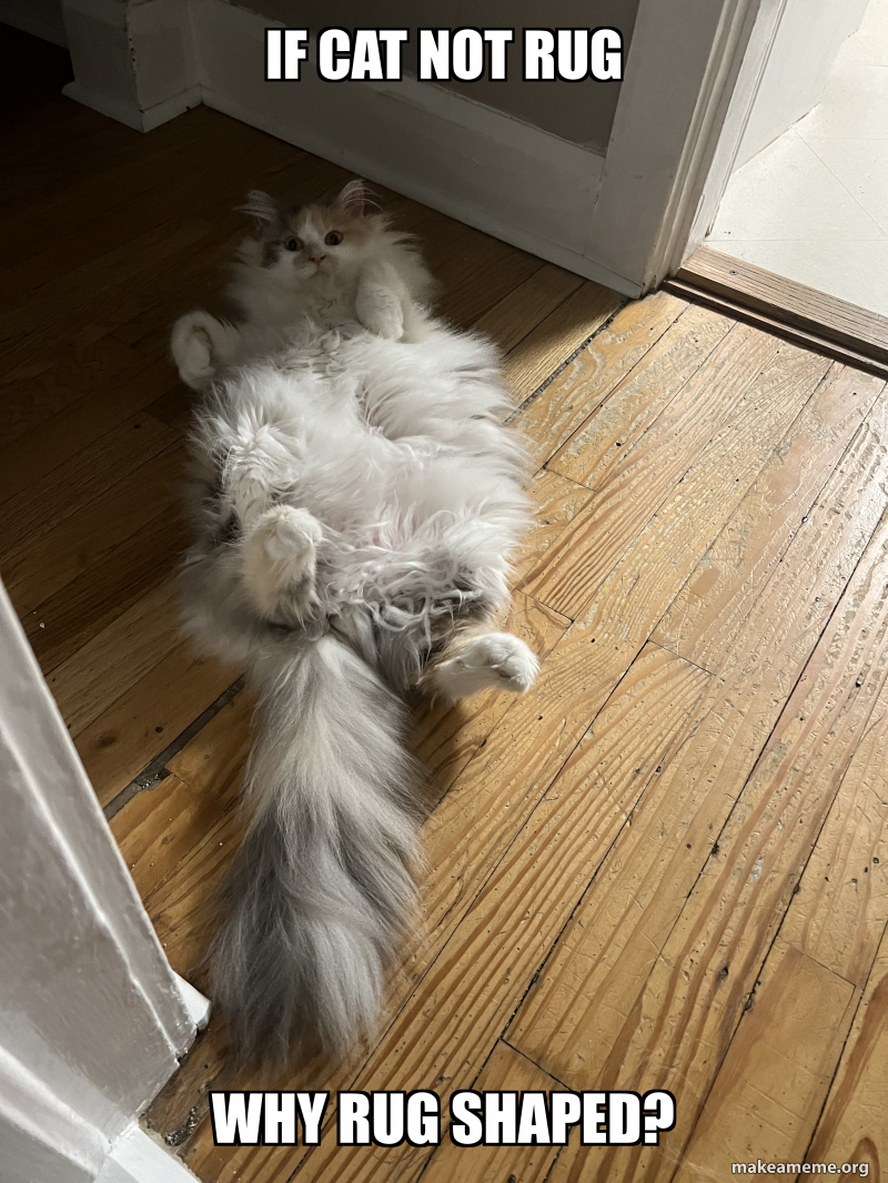 If Cat not rug Why rug shaped? - Rug Cat Meme Generator