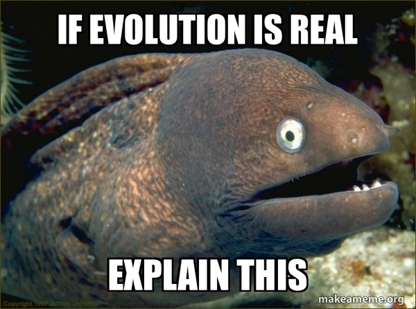 If evolution is real Explain this - Bad Joke Eel Meme Generator