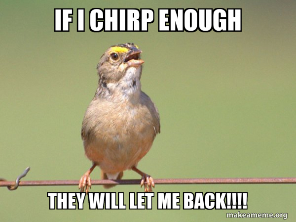 If i chirp enough they will let me back!!!! - Common Opinion Sparrow ...